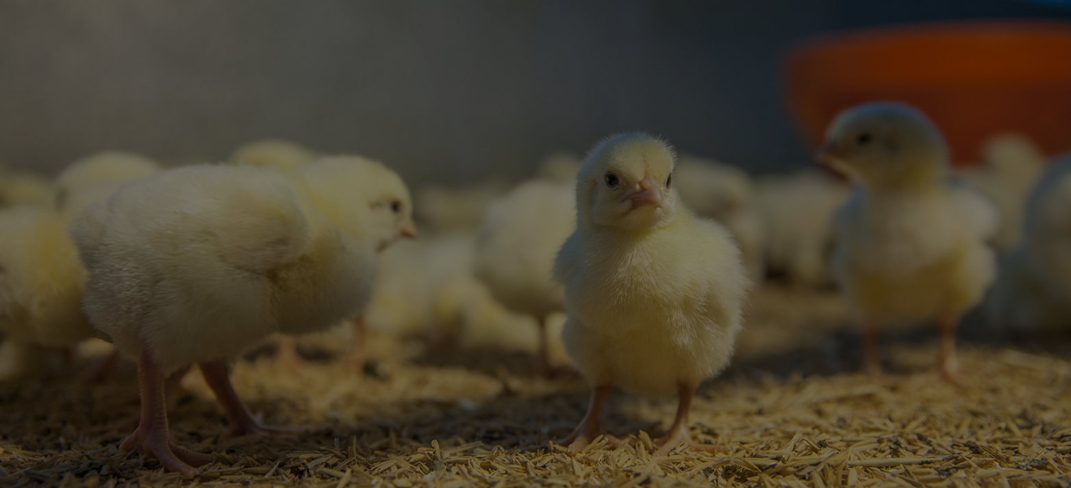 ¿Qué es Programa Pollo? - FENAVI - Federación Nacional de Avicultores ...